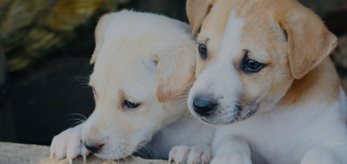 PAWS Program Info – Visbiome® Vet